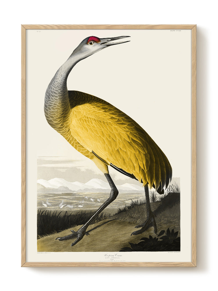 Birds of America - Yellow - Museum of Natural History - Vintage Art ...