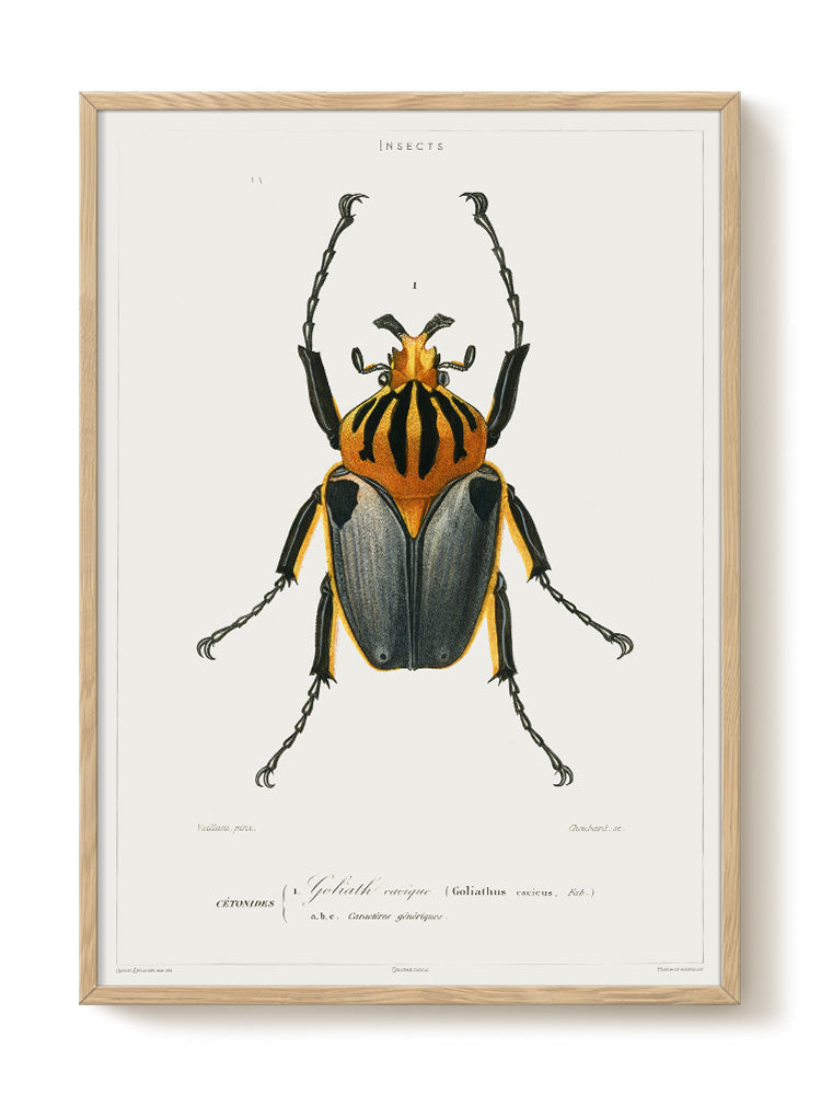 Insects - Entomology collection - Museum of Natural History - Vintage ...