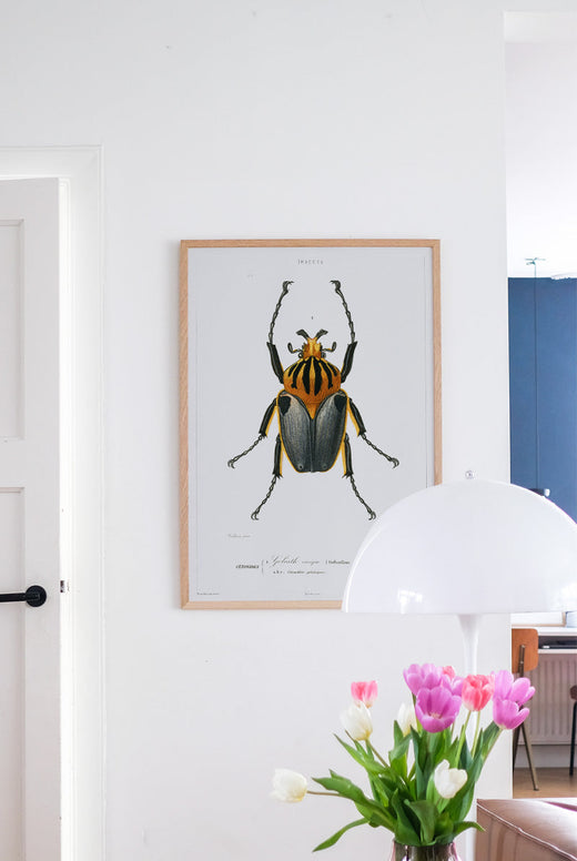 Insects - Entomology collection - Museum of Natural History - Vintage ...