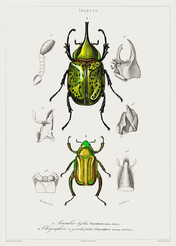 Insects - Entomology collection - Museum of Natural History - Vintage ...