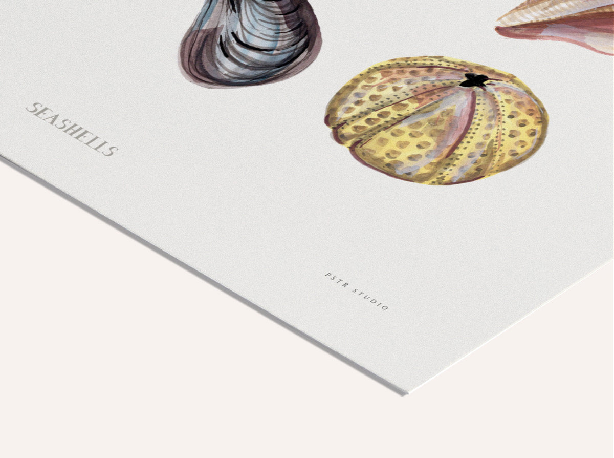 Laura - Seashells | PSTR studio